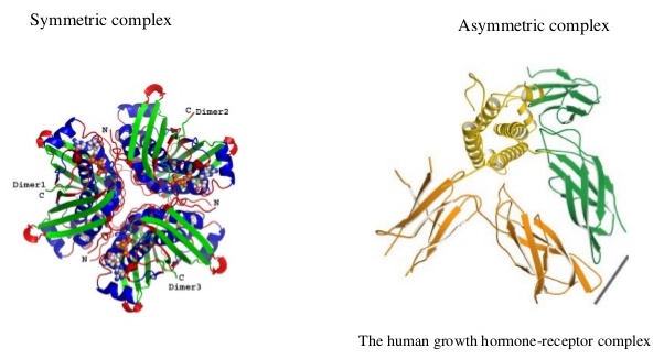 Composed Proteins or Protein Complexes